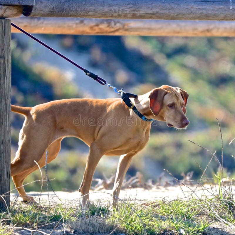 Tan dog stock photo. Image of leash, thin, curious, tall - 135882380
