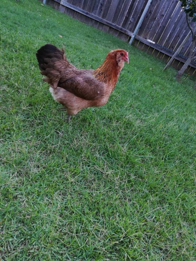 Tan Easter Egger Hen in Backyard Stock Image - Image of animal, lawn ...