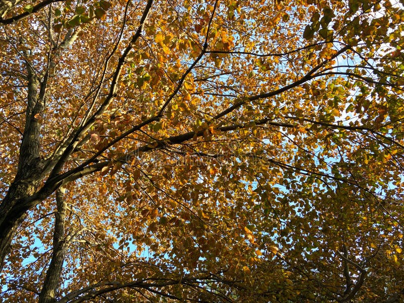Tan Fall Foliage Leaves in October in Autumn Stock Image - Image of ...