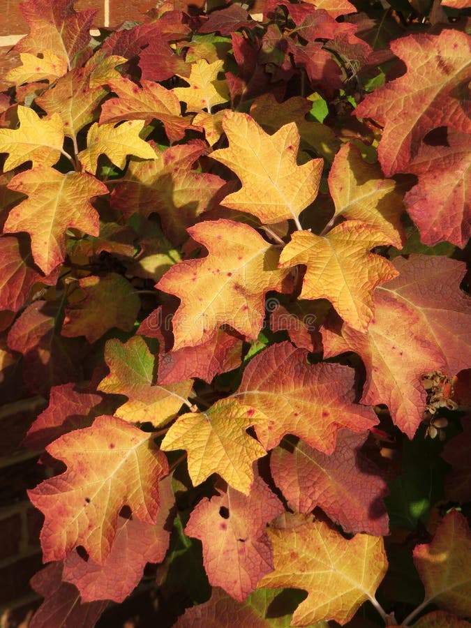 Tan Fall Foliage Leaves stock photo. Image of foliage - 204443748