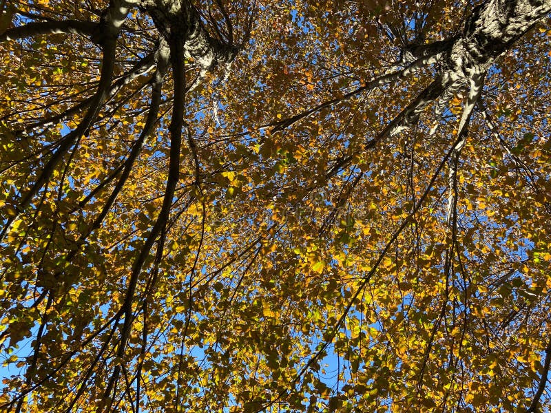 Tan Fall Foliage in October in Autumn Stock Photo - Image of foliage ...