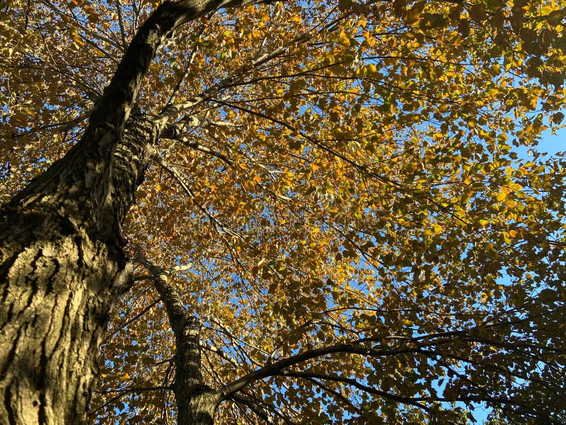 Tan Fall Foliage in October Stock Image - Image of nature, autumn ...
