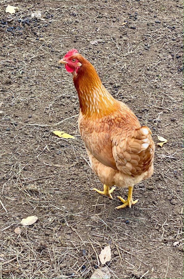 Tan feathered farm chicken stock image. Image of farm - 235532919