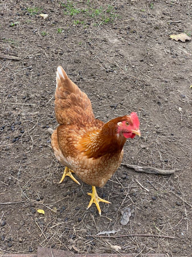 Tan feathered farm chicken stock photo. Image of walking - 235532922