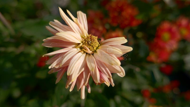 Tan flower stock photo. Image of orange, blur, green - 204891910