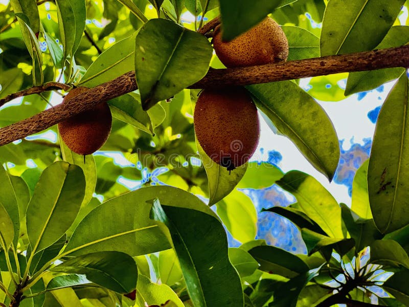 Tan fruit stock photo. Image of small, still, fruit - 282488080