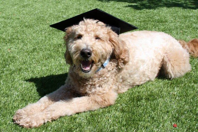 Tan Goldendoodle Dog Wearing a Graduation Cap Stock Image - Image of ...