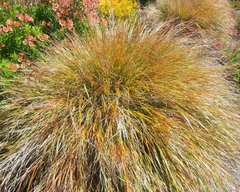 Tan Grass stock image. Image of ideal, blades, magnificent - 97260535