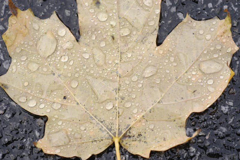 Tan Leaf on Asphalt after the Rain Stock Image - Image of albany ...