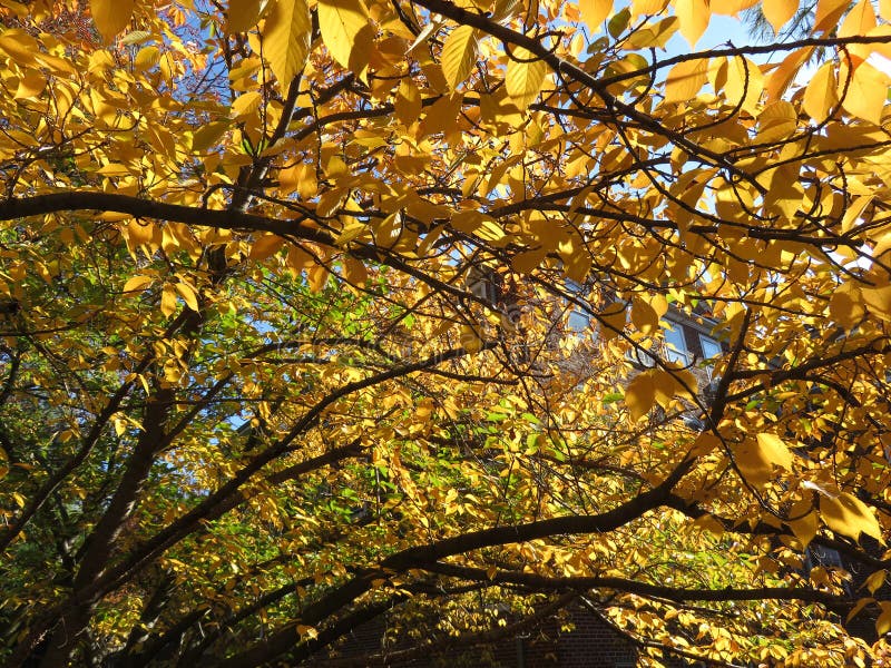 Tan Leaves and Branches in November in Autumn Stock Image - Image of ...
