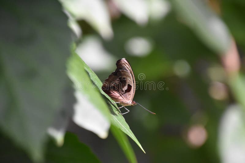 Tan Moth with Wings Folded in a Garden Stock Photo - Image of butterfly ...