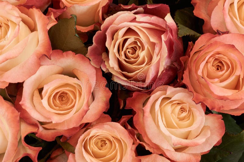 Tan and peach roses stock photo. Image of petal, closeup - 59586754