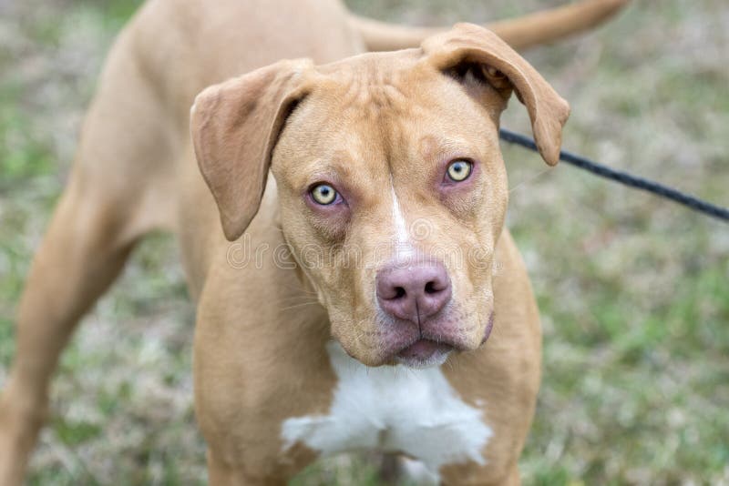 235 Tan Pit Bull Puppy Stock Photos - Free & Royalty-Free Stock Photos ...