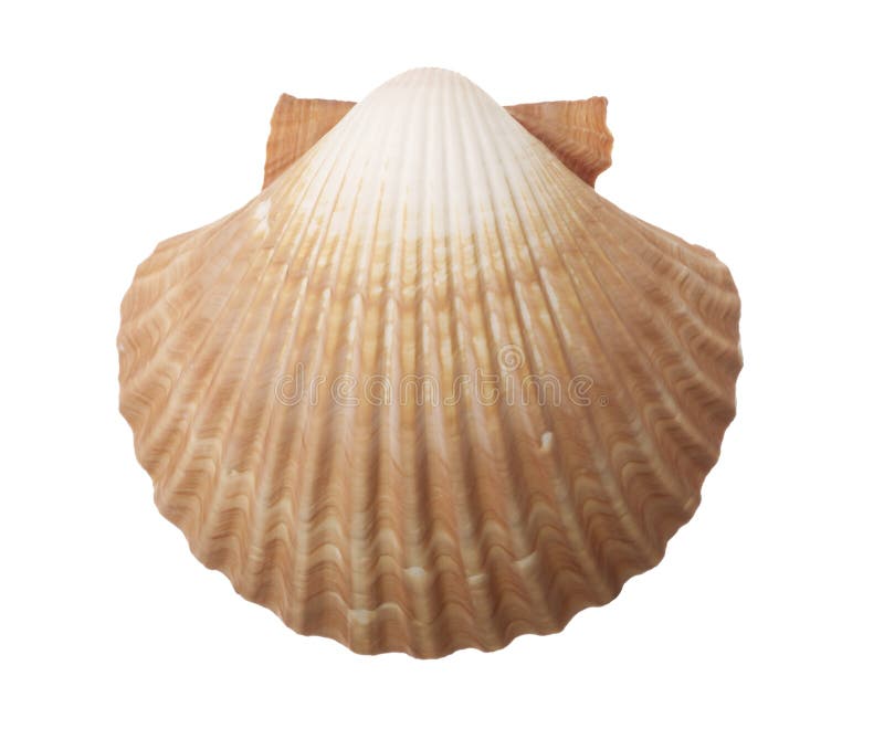 Ribbed Cantharus Seashell stock image. Image of aquatic - 29340081
