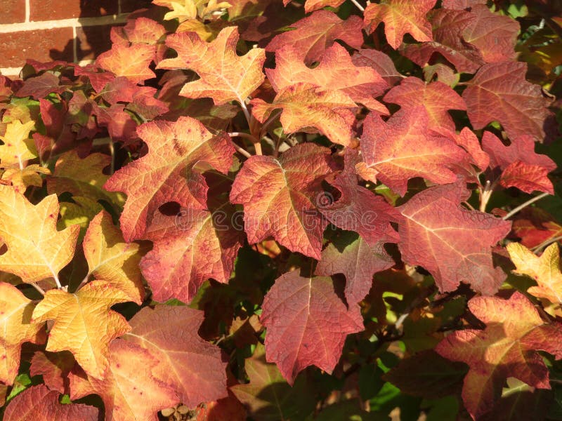 Tan and Red Fall Foliage Leaves in Autumn Stock Image - Image of nature ...