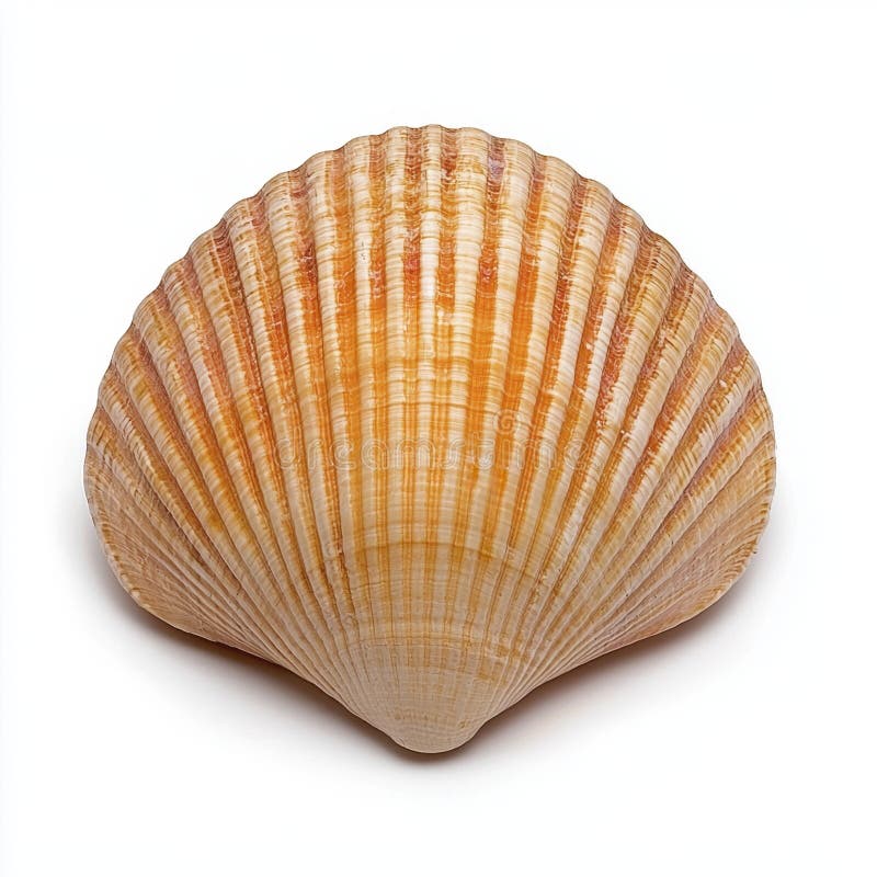 Tan Ribbed Seashell on White Background Stock Illustration ...