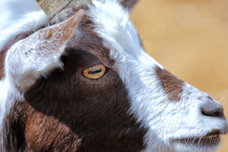 Tan and white billy goat stock image. Image of prairie - 76492161