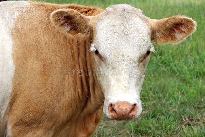 479 Tan White Cow Stock Photos - Free & Royalty-Free Stock Photos from ...