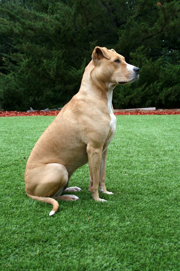 Profile of a pit bull stock image. Image of friend, profile - 15385091