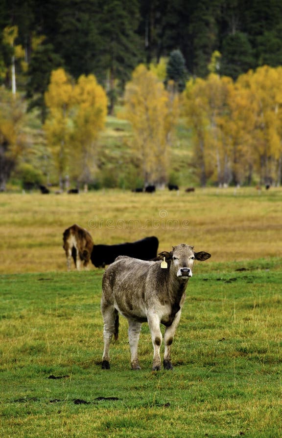 Tan y vaca blanca foto de archivo. Imagen de animales - 21189894