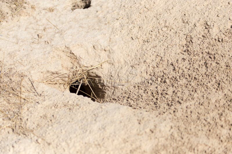 Tana animale immagine stock. Immagine di campo, verde - 32646065