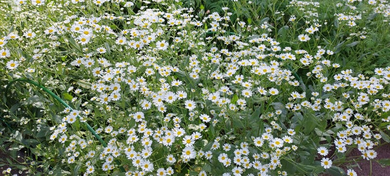 Tanacetum Parthenium stock photo. Image of park, flower - 288675064