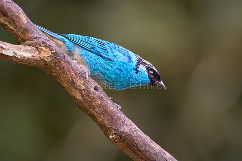 Tanager Looking for Food from a Branch Stock Image - Image of feather ...