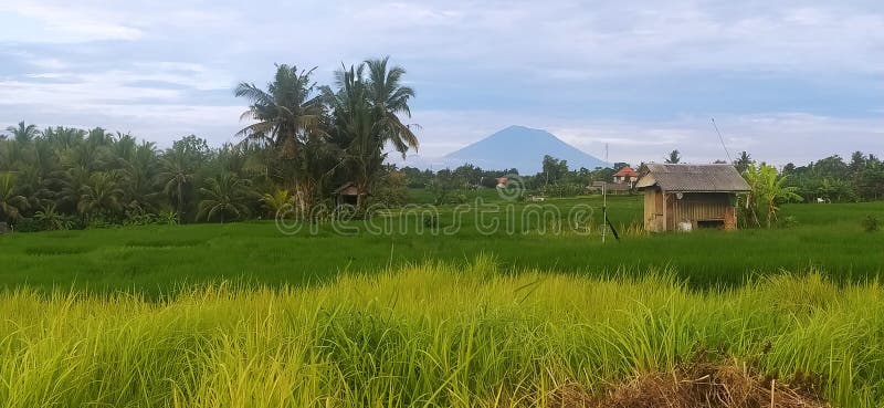 Land Lot View Mountain and Rice Field Stock Image - Image of pasture ...