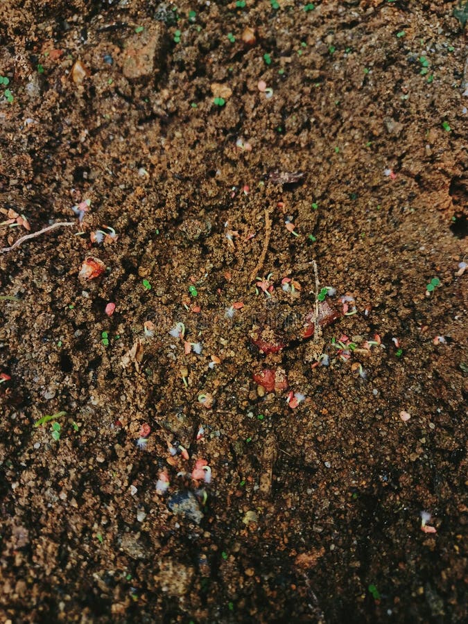 Tanah yang estetik stock photo. Image of yang, tanah - 262151148