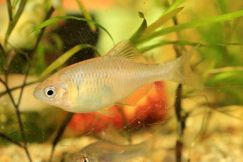 Limbata Stock Photos - Free & Royalty-Free Stock Photos from Dreamstime