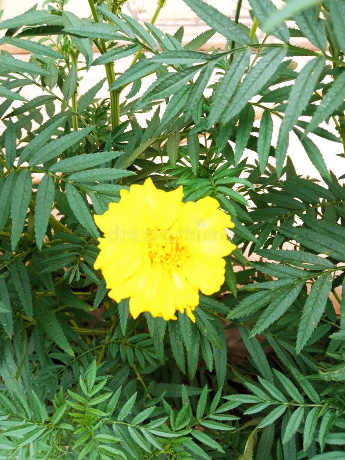 Tanaman Bunga Kuning Harum Wangi Stock Photo - Image of plant, flower ...