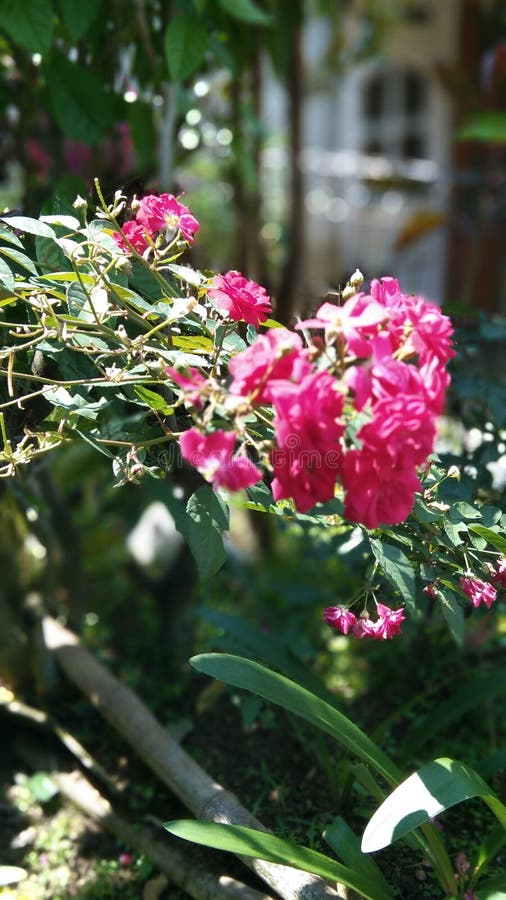 Tanaman Bunga Pink Rose Mawar Stock Photo - Image of petal, herb: 247940480