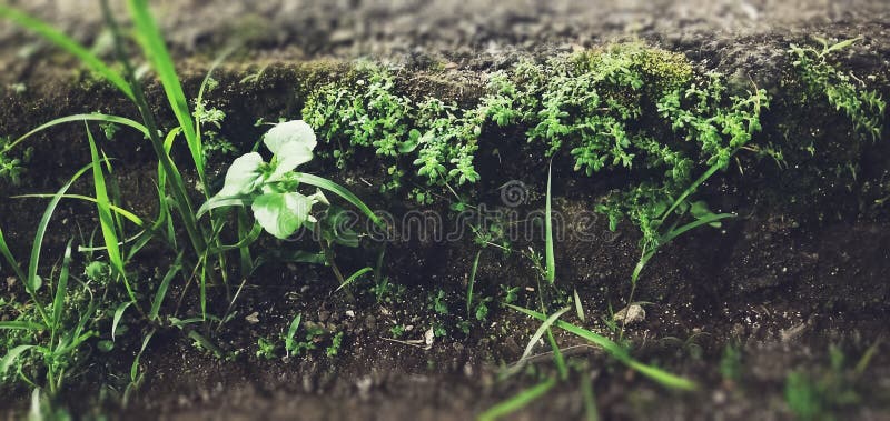 Plant roadz stock photo. Image of plant, rambat, sekitar - 271964554