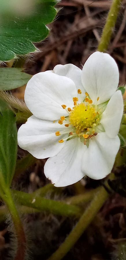 Tanaman tree bunga stock image. Image of bunga, plant - 272288207