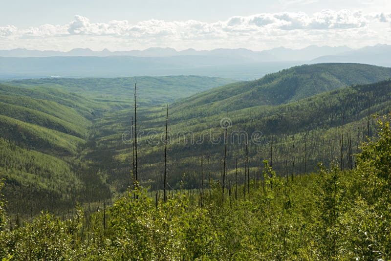 Tanana Valley State Forest, Alaska Stock Image - Image of horizontal ...