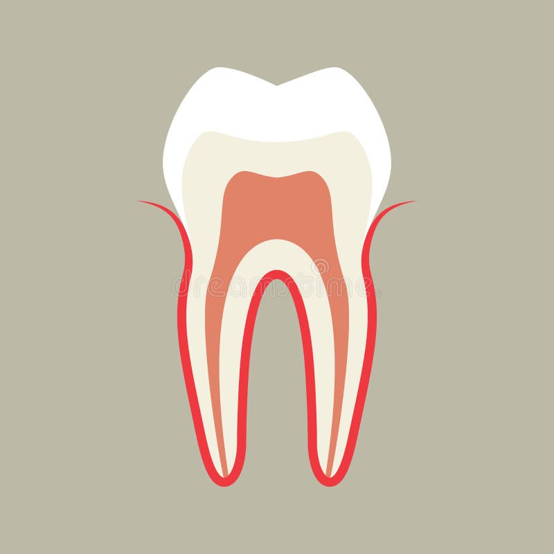 Tand- anatomi 2 vektor illustrationer. Illustration av bild - 94342978