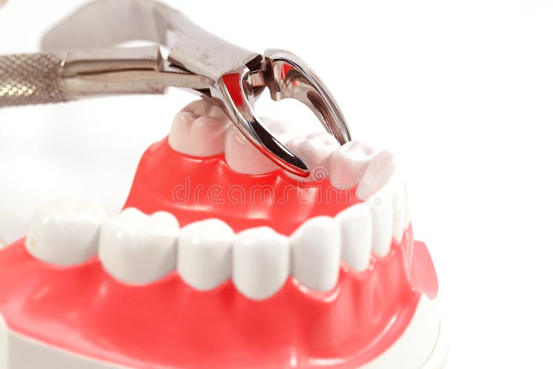 Tand- modell arkivfoto. Bild av hjälpmedel, omsorg, hälsa - 26299774