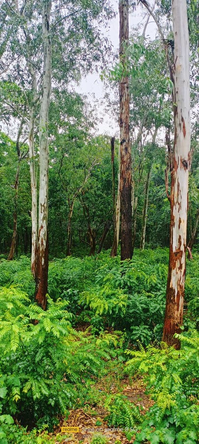 Tanda jangal haldwani stock image. Image of tanda, woodland - 257966871