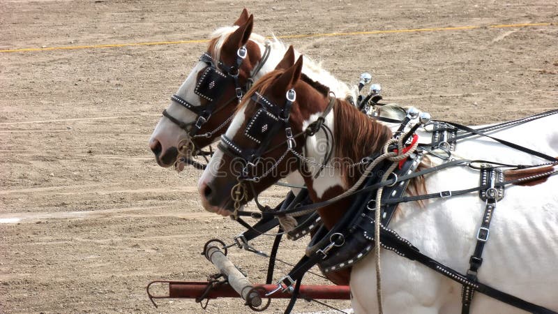 A Tandem of Paint Draft Horses at Show Stock Photo - Image of neck ...