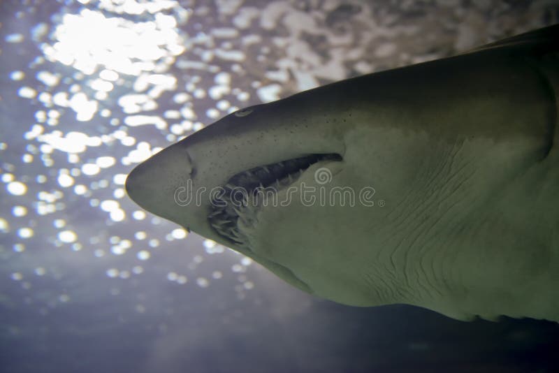 Tanden van een haai stock afbeelding. Image of kaken - 28148167
