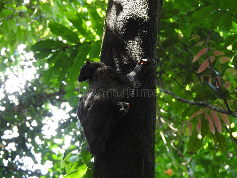 Tando animals stock photo. Image of tando, indonesia - 313491484