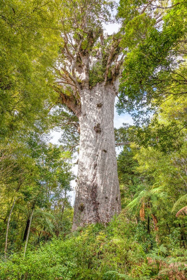 Tane Mahuta - Large Kauri Tree Stock Photo - Image of zealand, massive ... Tane Mahuta - Large Kauri Tree Stock Photo - Image of zealand, massive ...
