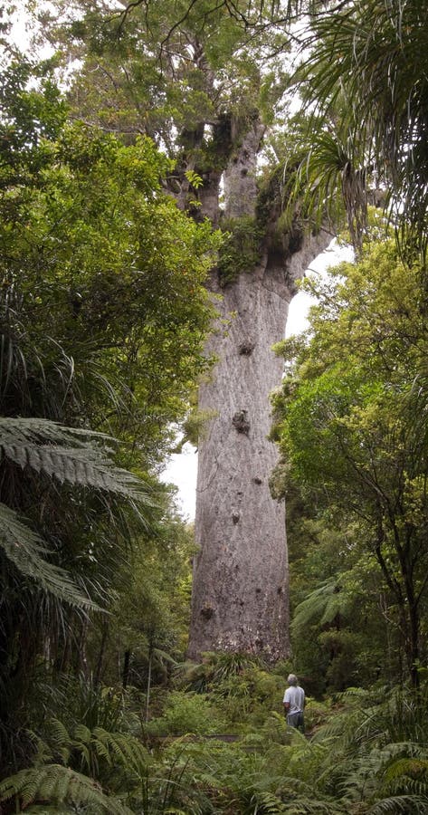 Tane Mahuta - Größter Kauri-Baum in Neuseeland Stockbild - Bild von ...