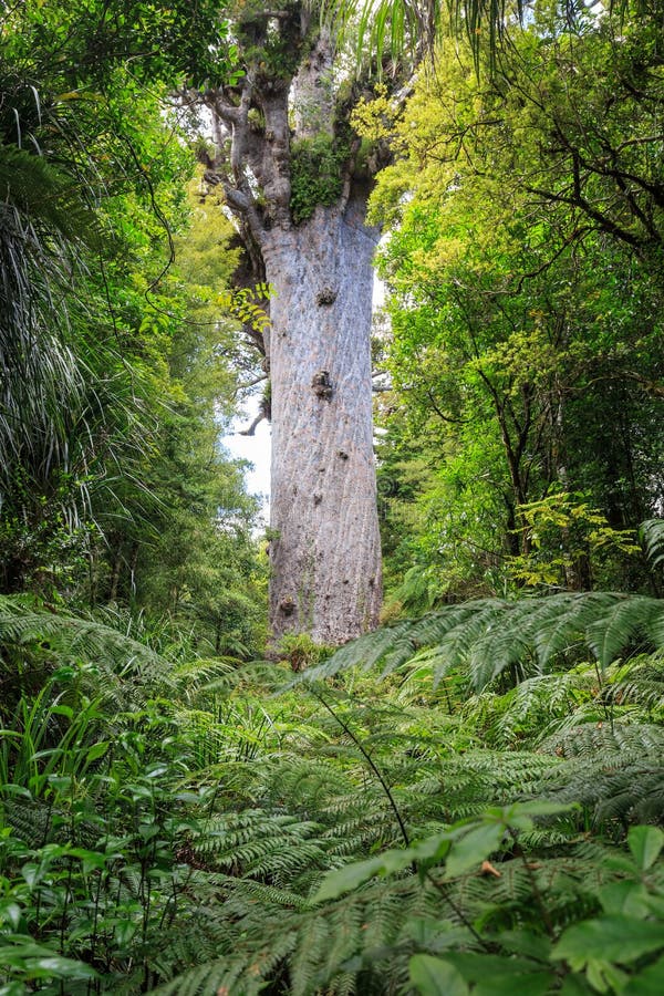 Tane Mahuta, Ook Lord of the Forest Genoemd, is Een Gigantische Kauri ...