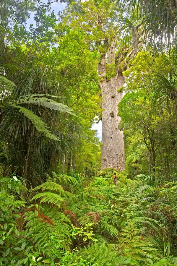 Tane Mahuta and woman stock image. Image of largest, gigantic - 22899453