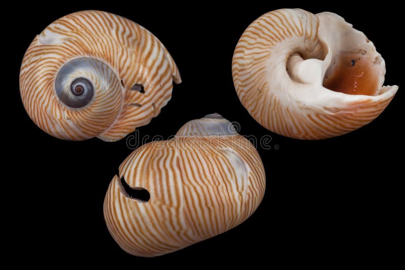 Tanea Lineata Stock Photos - Free & Royalty-Free Stock Photos from ...