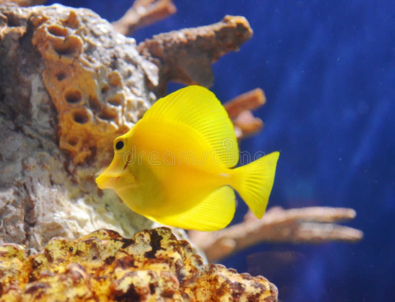 Onespot Foxface Rabbitfish Closeup in an Saltwater Aquarium Stock Photo ...