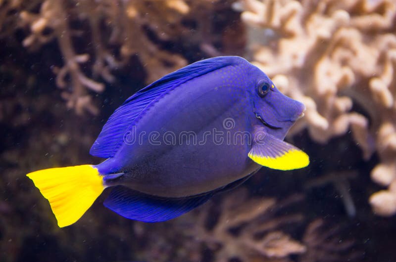 Peixes Tropicais Roxos Azuis Foto de Stock - Imagem de roxo, marinho ...