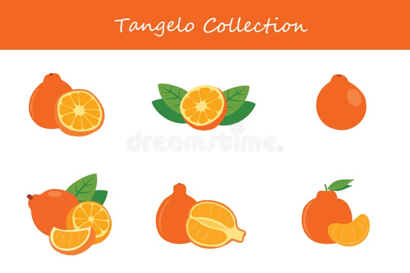 Tangelo Collection Tangelo In Different Poses Vector Illustration Stock Vector Illustration