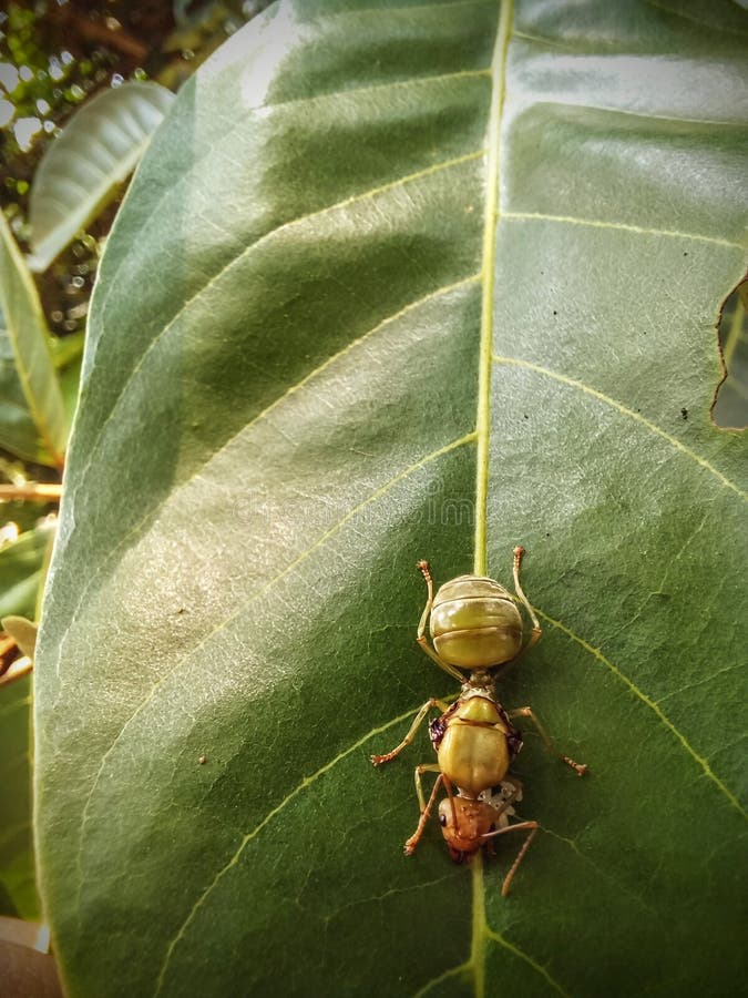 Young spider growing up stock image. Image of selatan - 255524309